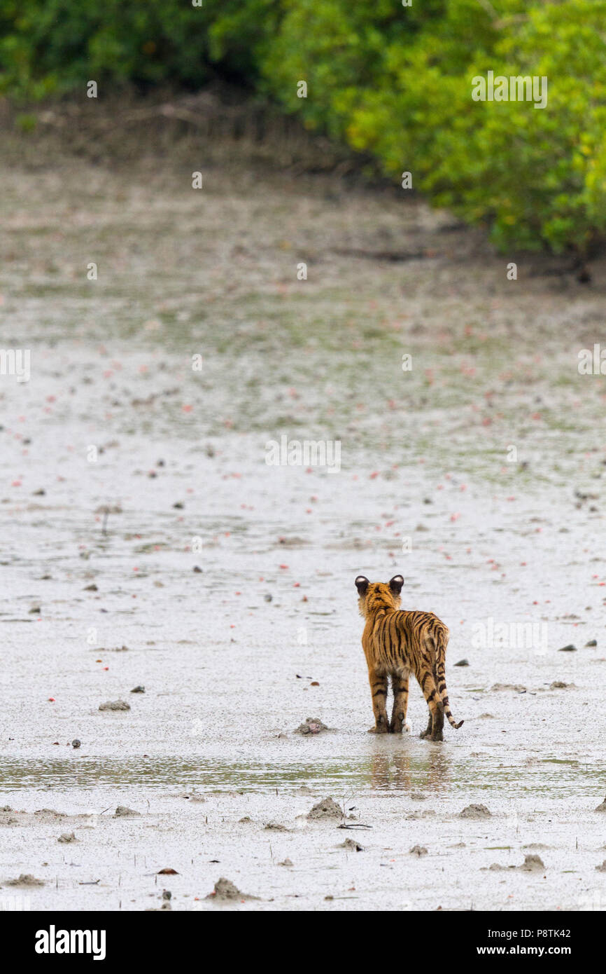 Tiger von mangroven -Fotos und -Bildmaterial in hoher Auflösung – Alamy