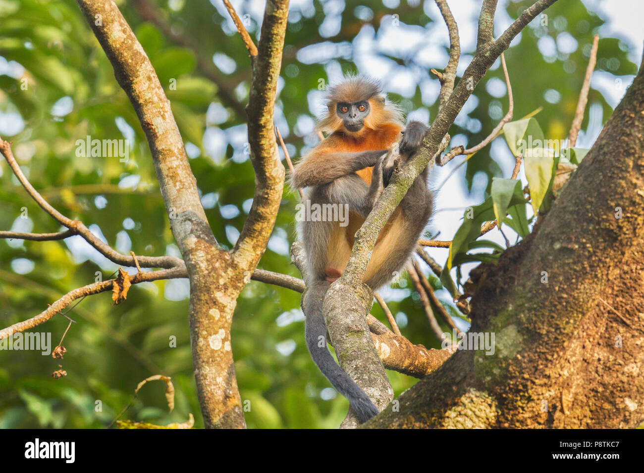 Nationalpark nameri -Fotos und -Bildmaterial in hoher Auflösung – Alamy