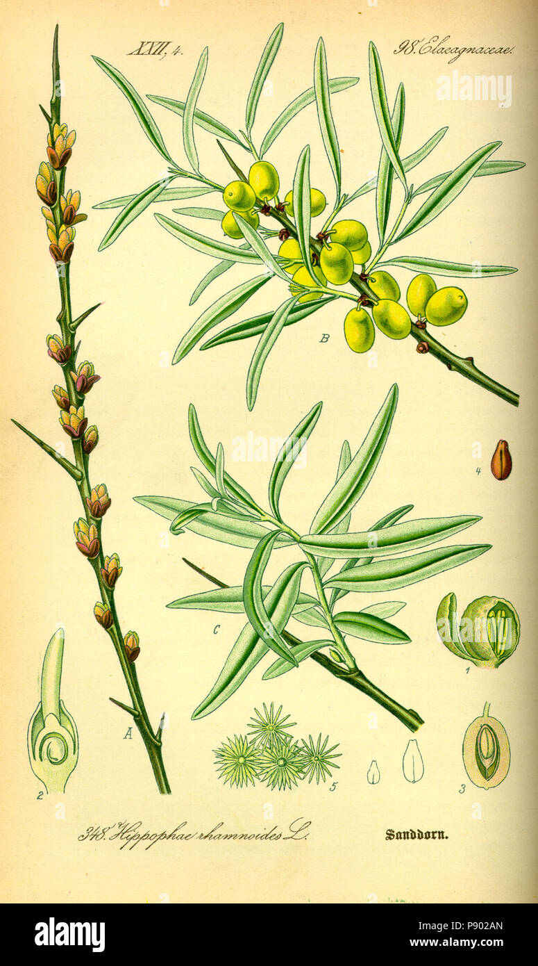 Hippophae rhamnoides illustration -Fotos und -Bildmaterial in hoher ...