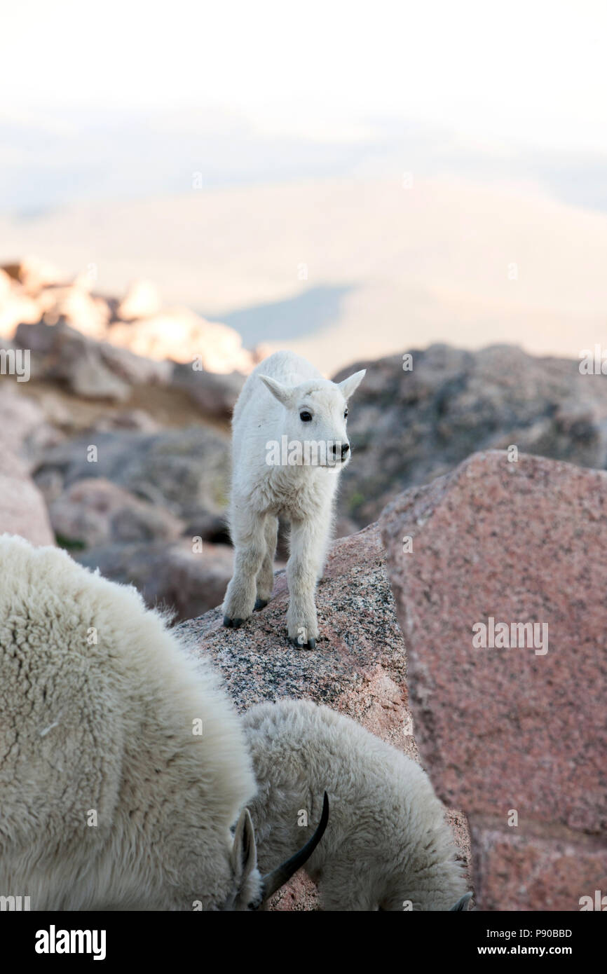 Baby mountain goat -Fotos und -Bildmaterial in hoher Auflösung – Alamy