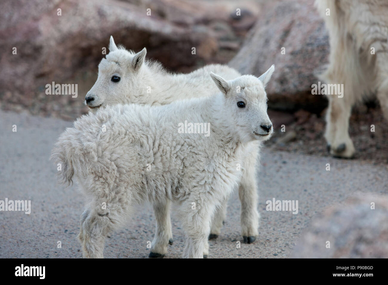 Baby bergziegen -Fotos und -Bildmaterial in hoher Auflösung – Alamy