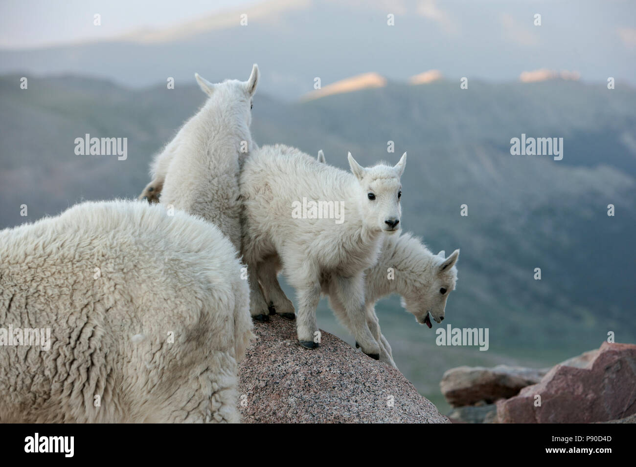 Baby bergziegen -Fotos und -Bildmaterial in hoher Auflösung – Alamy