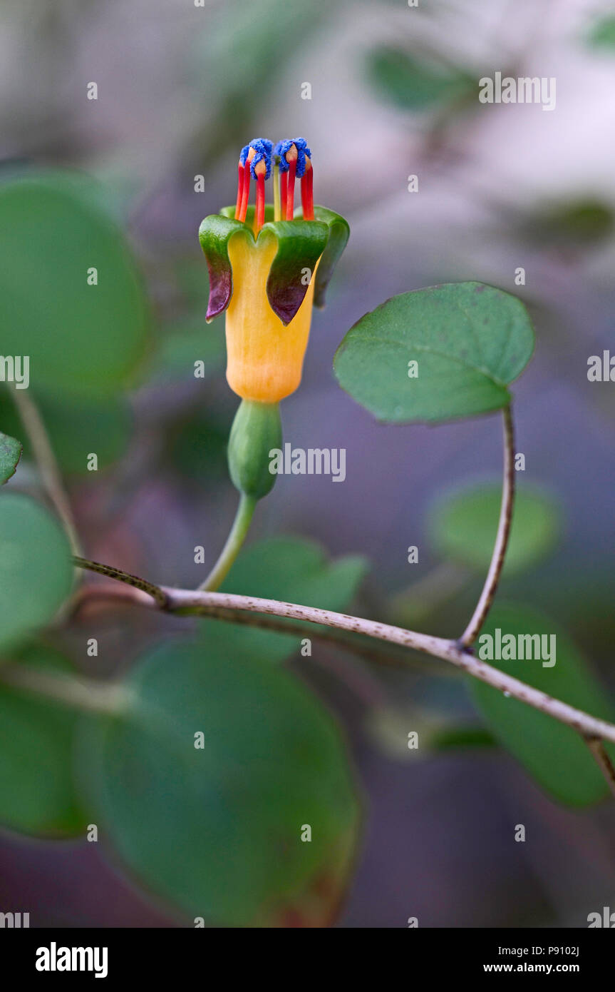 Fuchsia procumbens -Fotos und -Bildmaterial in hoher Auflösung – Alamy