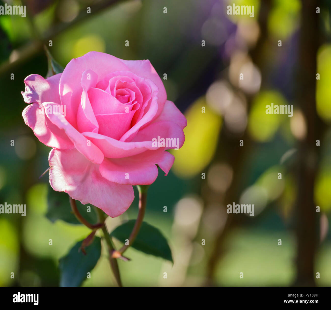 Agatha christie rose -Fotos und -Bildmaterial in hoher Auflösung – Alamy