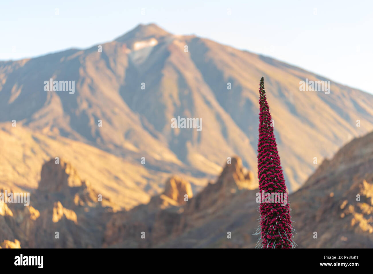 Tajinaste Rojo Echium Wildpretii In Stockfotos & Tajinaste Rojo Echium ...