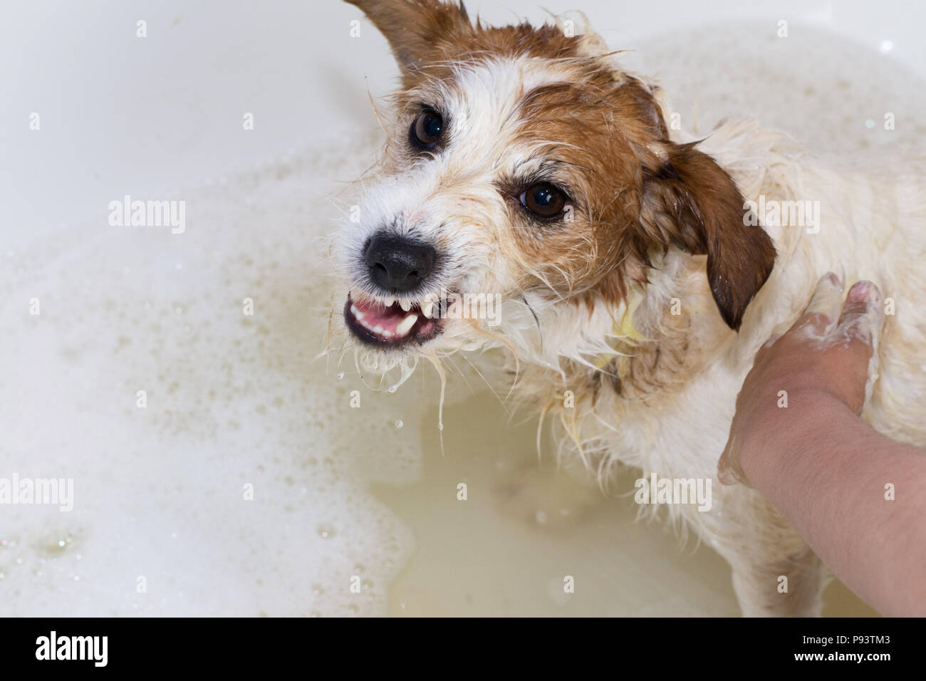 Lustige wütend SCHMUTZIGE SCHLAMMIGE JACK RUSSELL Hund in der Badewanne ...
