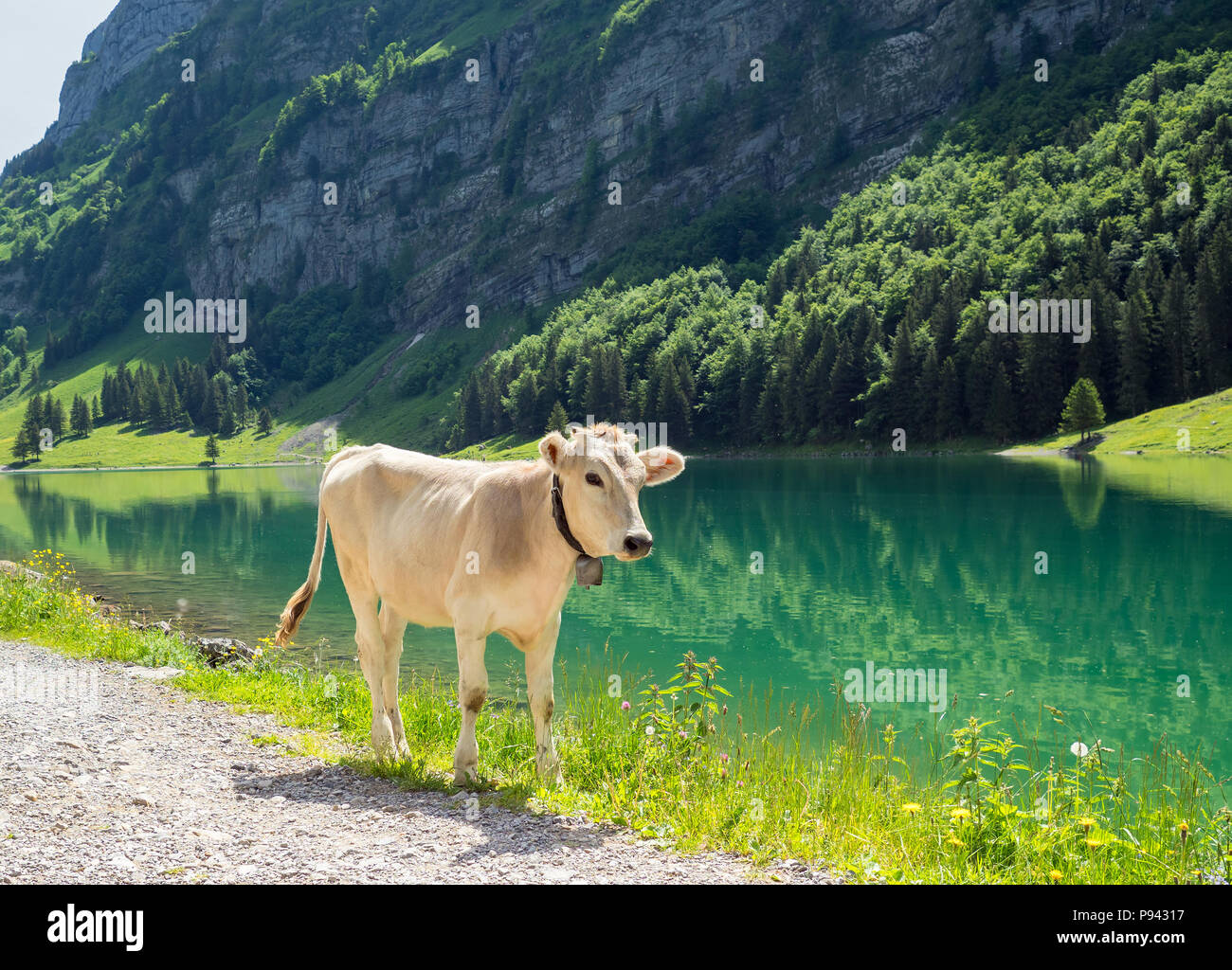 Kleines kalb -Fotos und -Bildmaterial in hoher Auflösung – Alamy