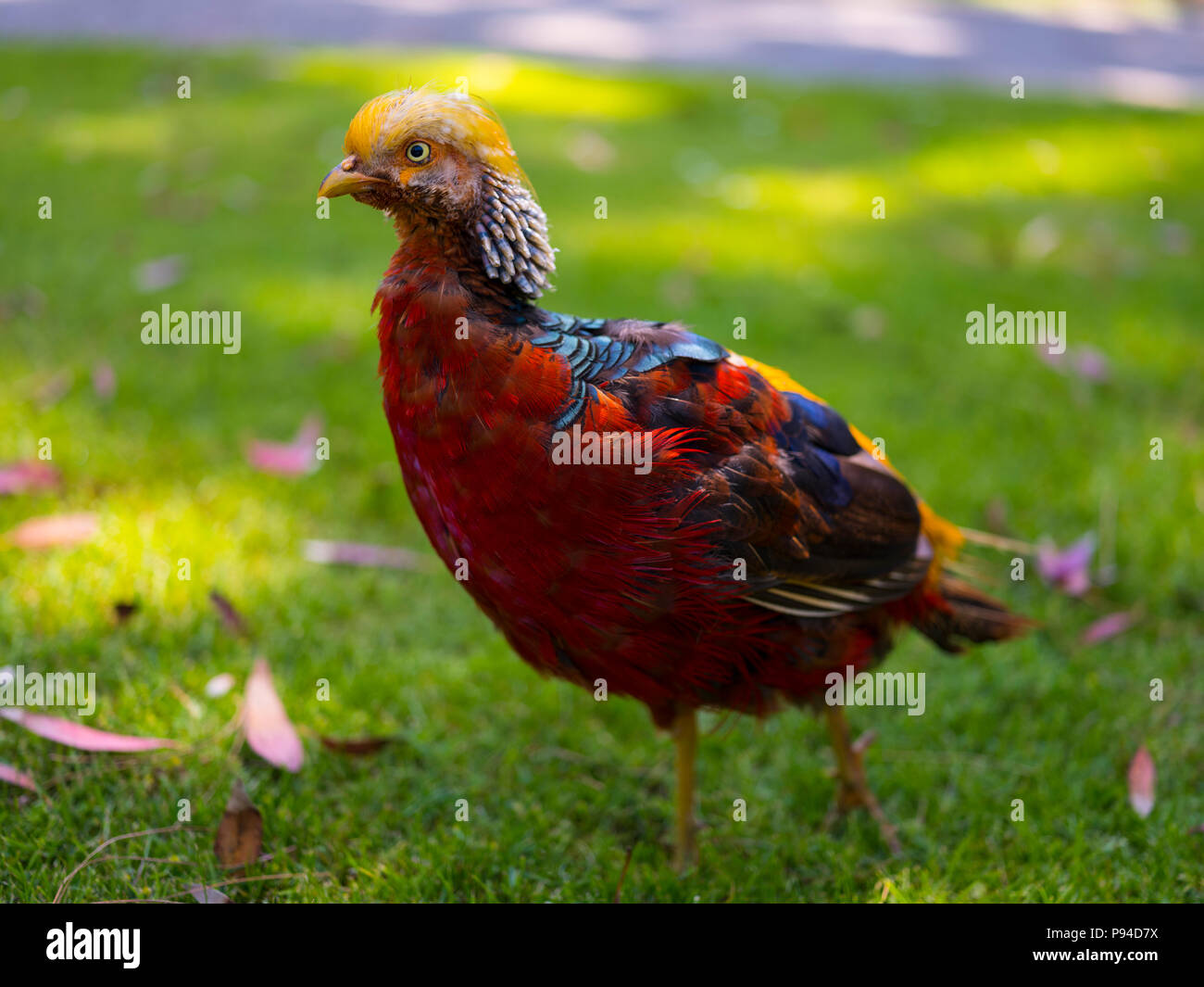 Fasan uk garten -Fotos und -Bildmaterial in hoher Auflösung – Alamy