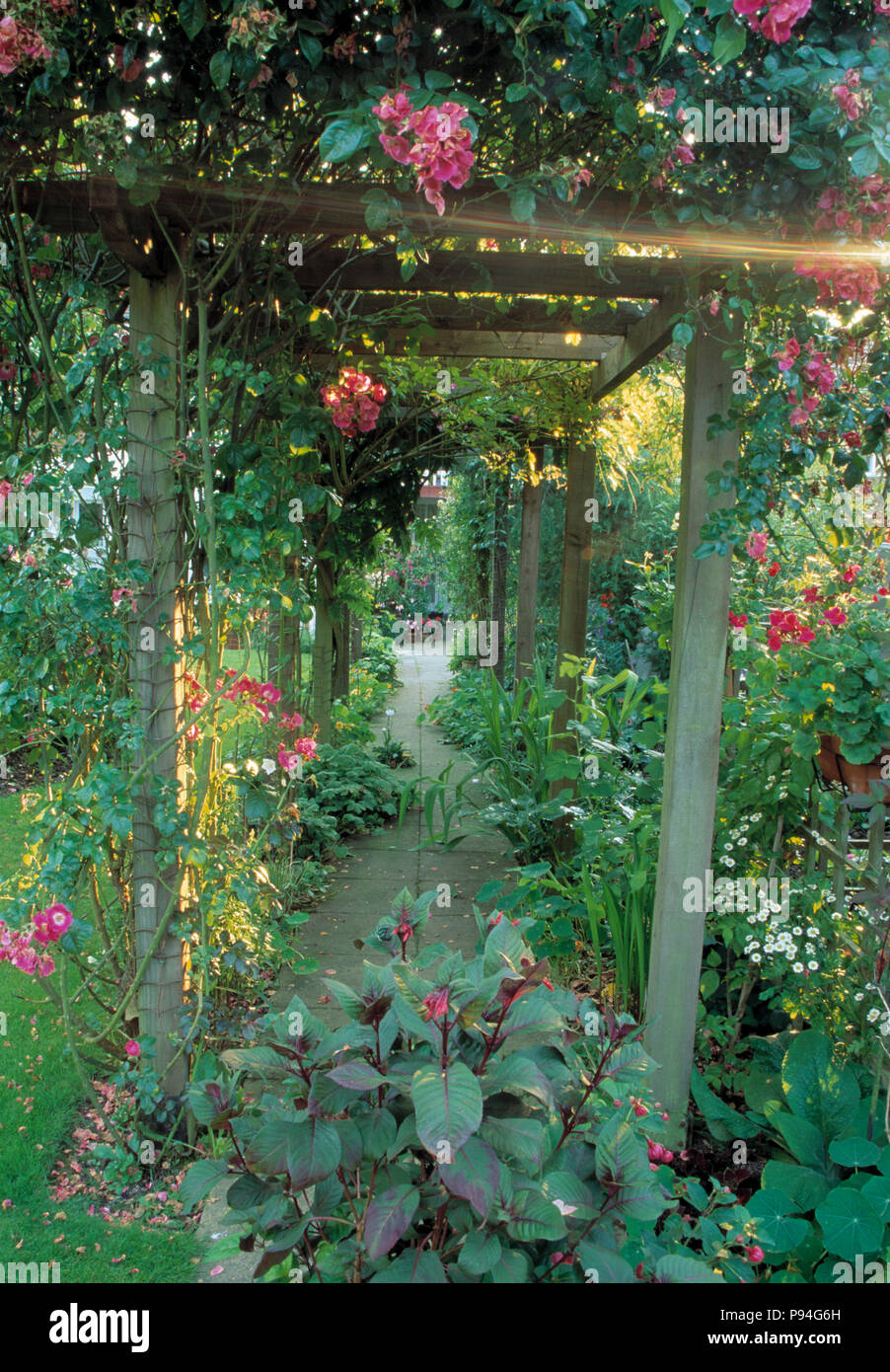 Rose Pergolas Stockfotos und -bilder Kaufen - Alamy