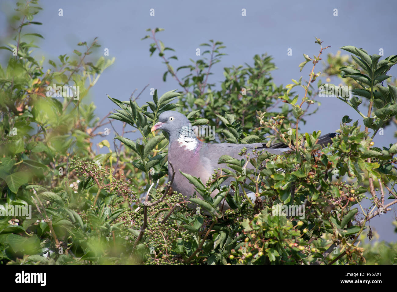 Taubeneier im nest Stockfotos und -bilder Kaufen - Alamy