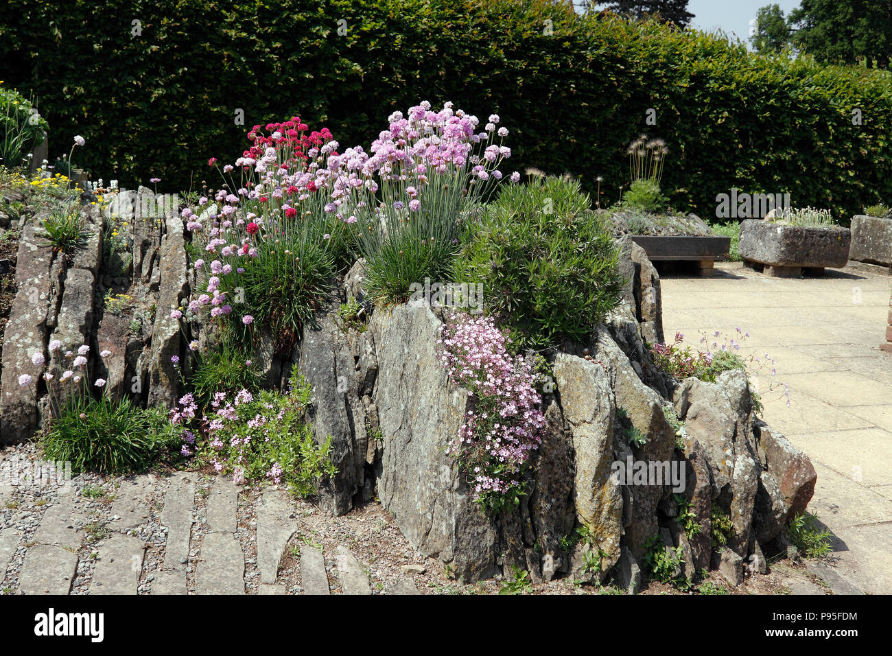 Alpiner garten steingarten -Fotos und -Bildmaterial in hoher Auflösung ...