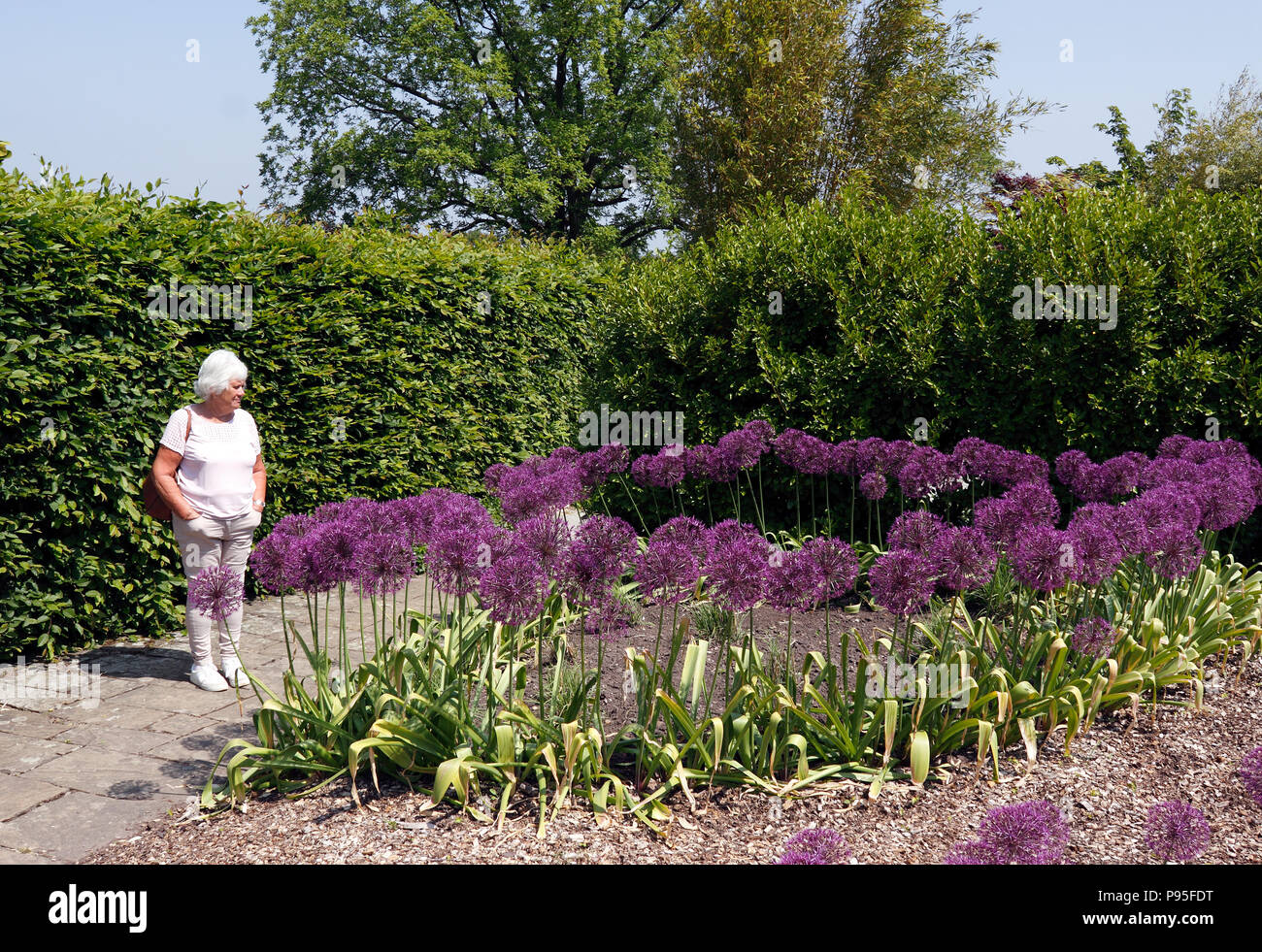 Allium lila regen -Fotos und -Bildmaterial in hoher Auflösung – Alamy