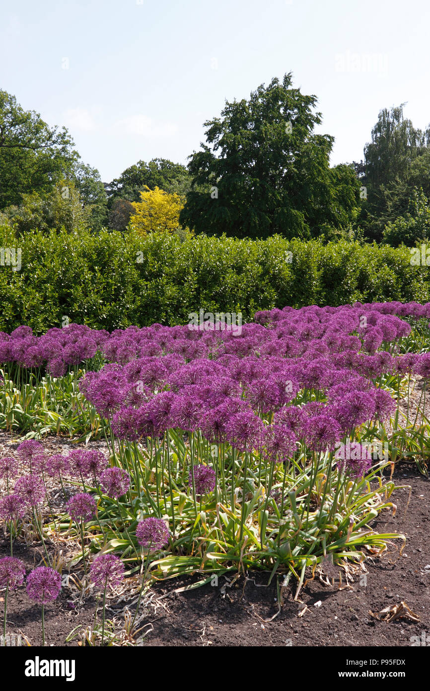 Allium lila regen -Fotos und -Bildmaterial in hoher Auflösung – Alamy