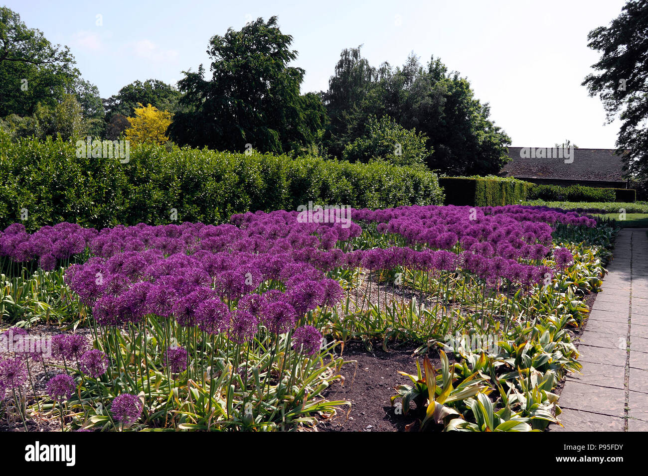 Allium lila regen -Fotos und -Bildmaterial in hoher Auflösung – Alamy