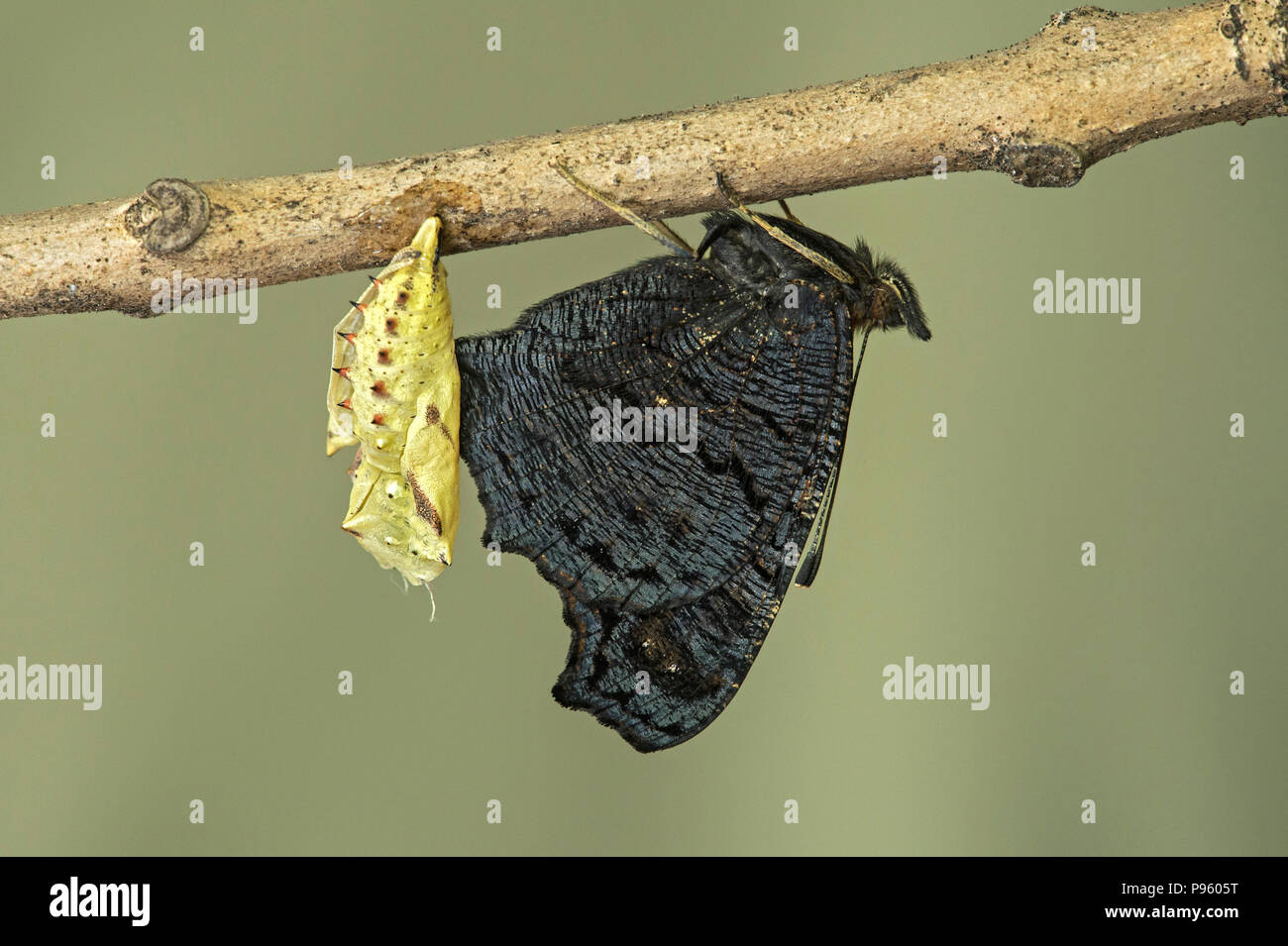 Nymphalis io pupa hatching -Fotos und -Bildmaterial in hoher Auflösung ...