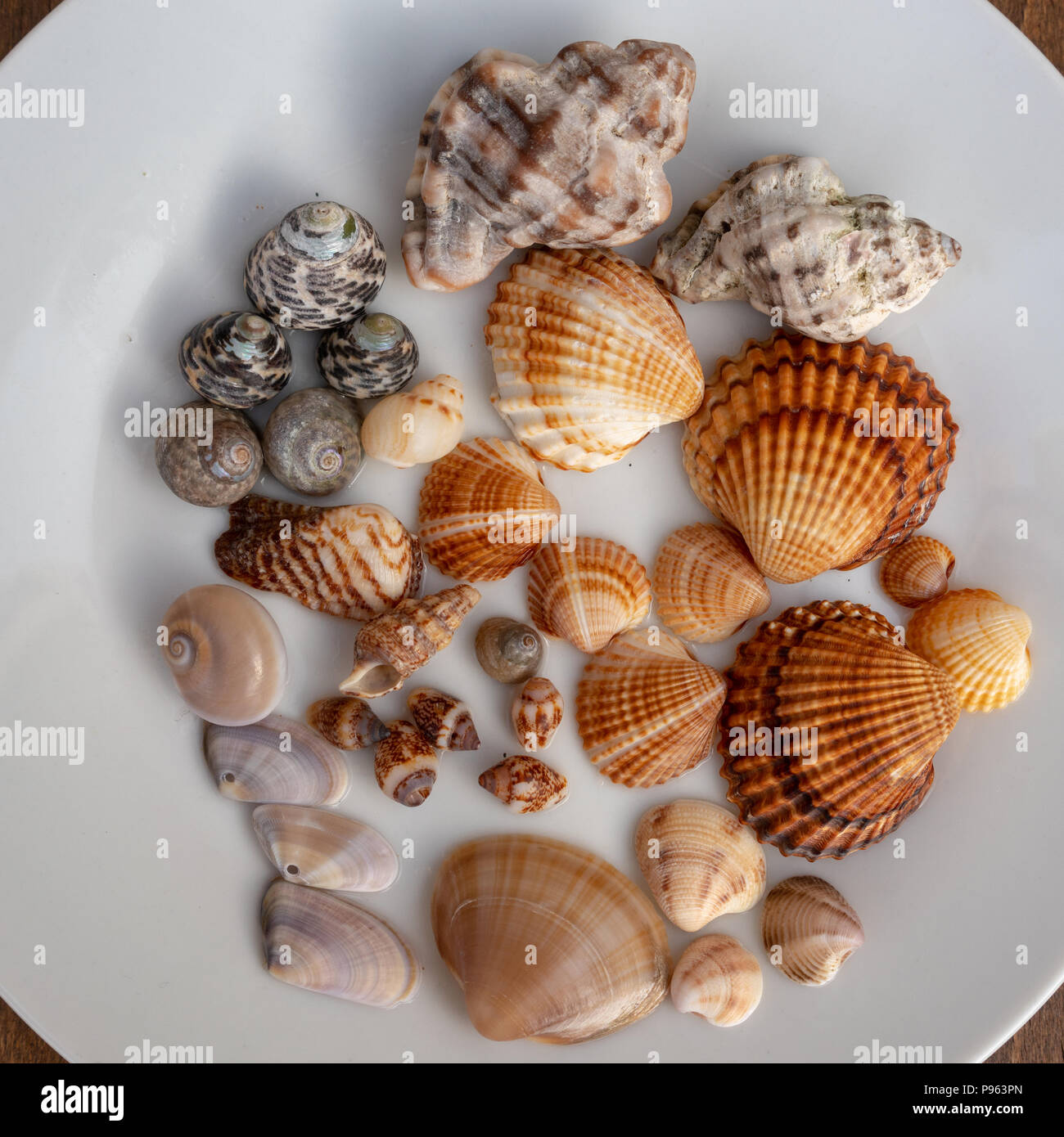 Meer und muscheln -Fotos und -Bildmaterial in hoher Auflösung – Alamy