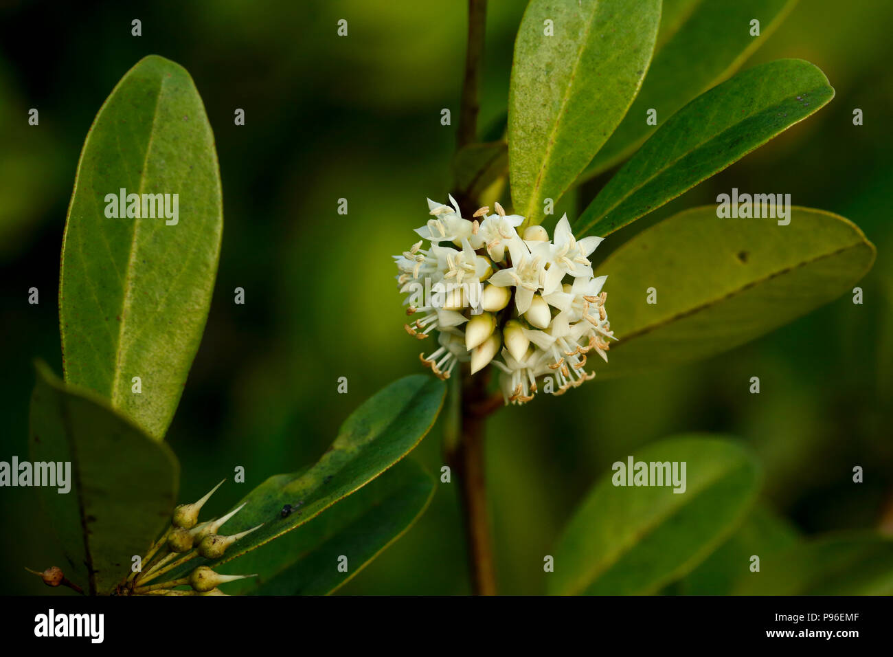Aegiceras Cornicuiatum Stockfotos und -bilder Kaufen - Alamy