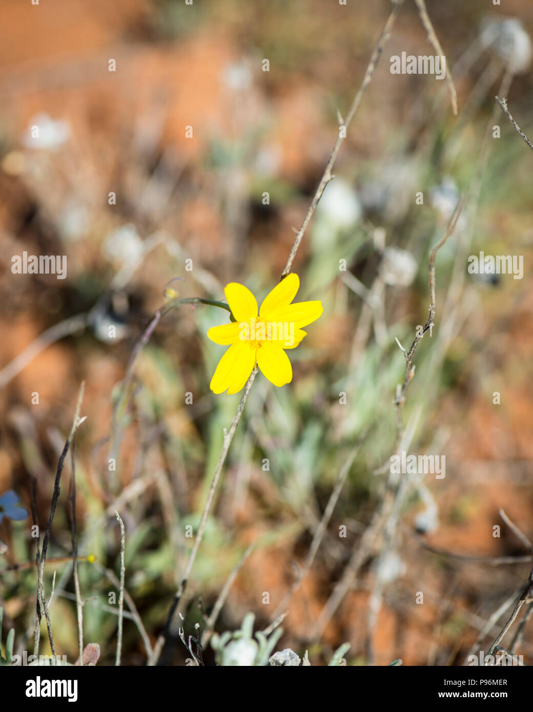 Outback flowers -Fotos und -Bildmaterial in hoher Auflösung – Alamy