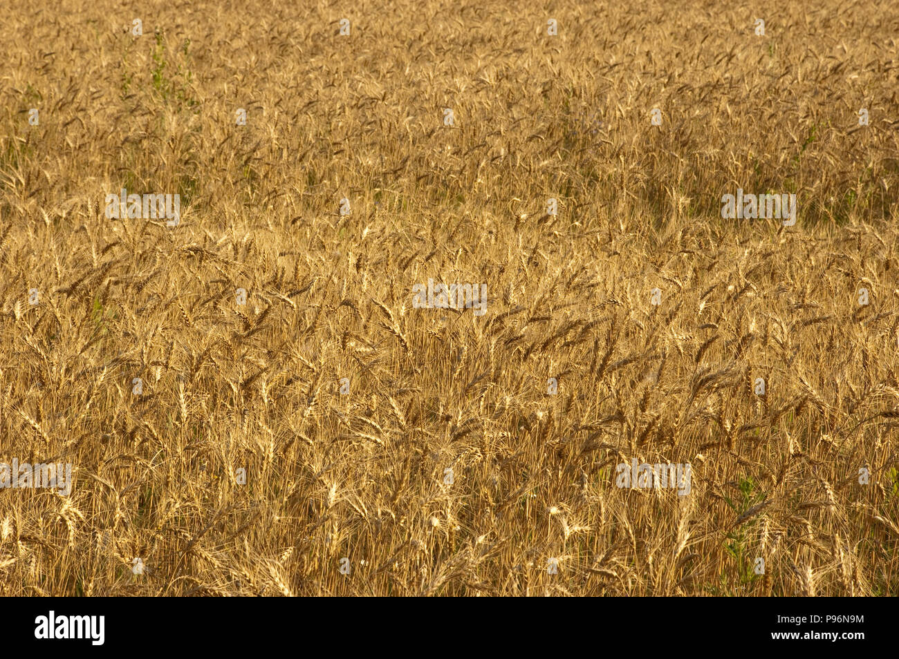 Weizenfeld in der Ukraine Stockfotografie - Alamy