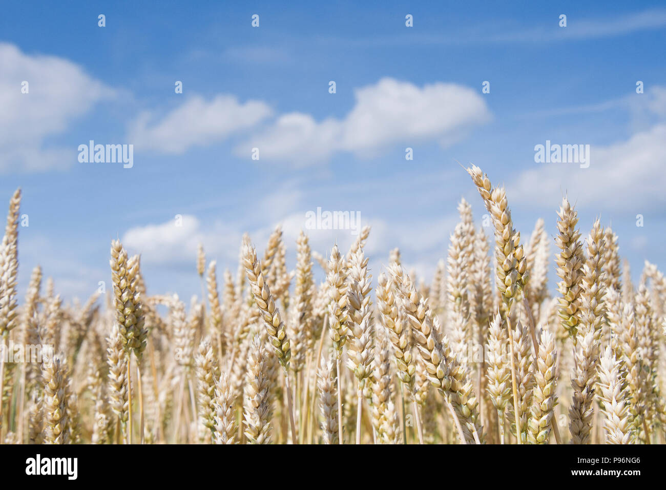 Wheatfield landscape -Fotos und -Bildmaterial in hoher Auflösung – Alamy
