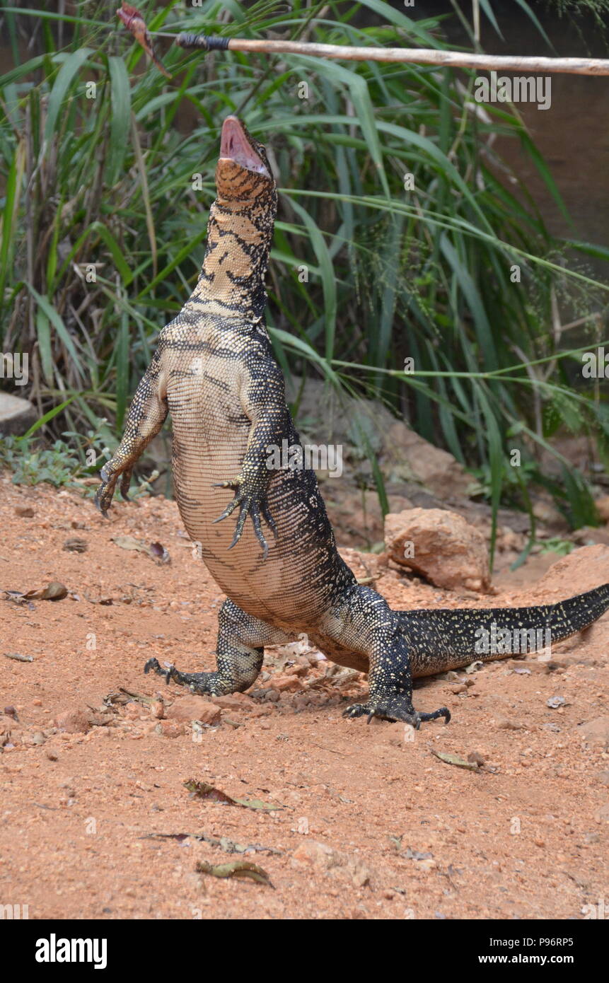 Komodo dragon tail -Fotos und -Bildmaterial in hoher Auflösung – Alamy
