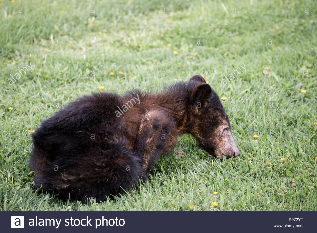 Alopecia Animal Stockfotos & Alopecia Animal Bilder - Alamy