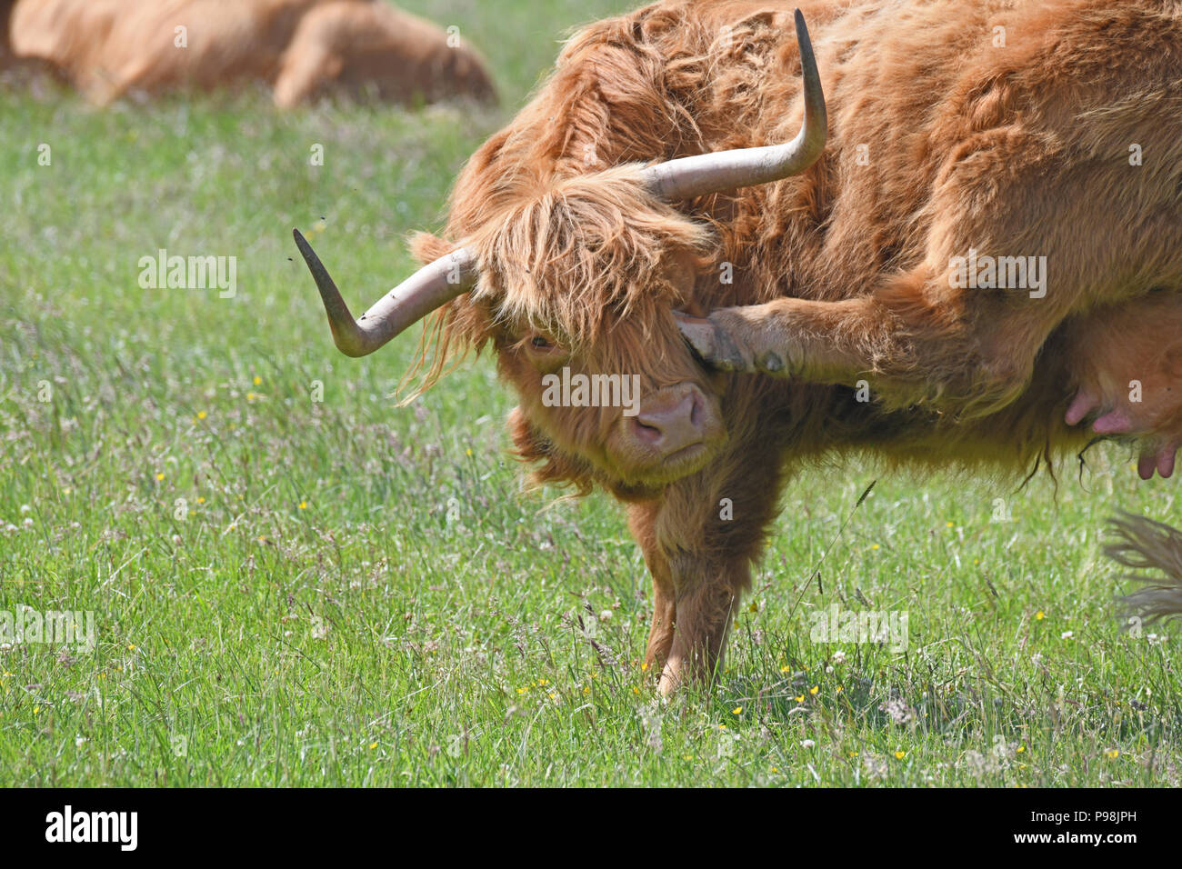 Hochlandkuh bild -Fotos und -Bildmaterial in hoher Auflösung – Alamy