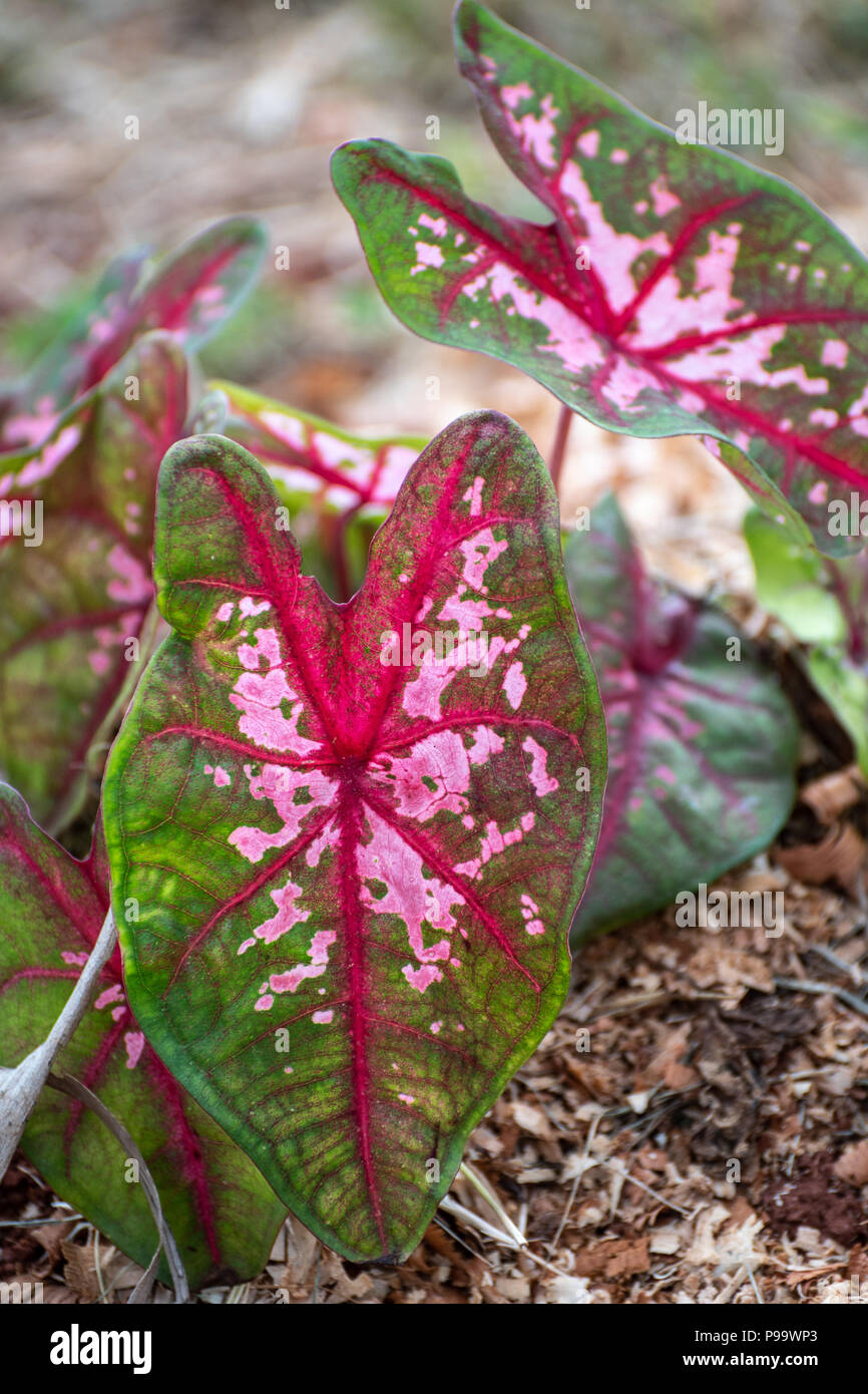 Engelsflügel pflanze -Fotos und -Bildmaterial in hoher Auflösung – Alamy