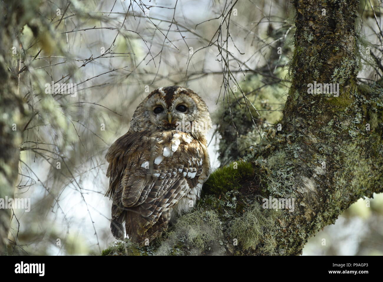 Schottische eulen -Fotos und -Bildmaterial in hoher Auflösung – Alamy