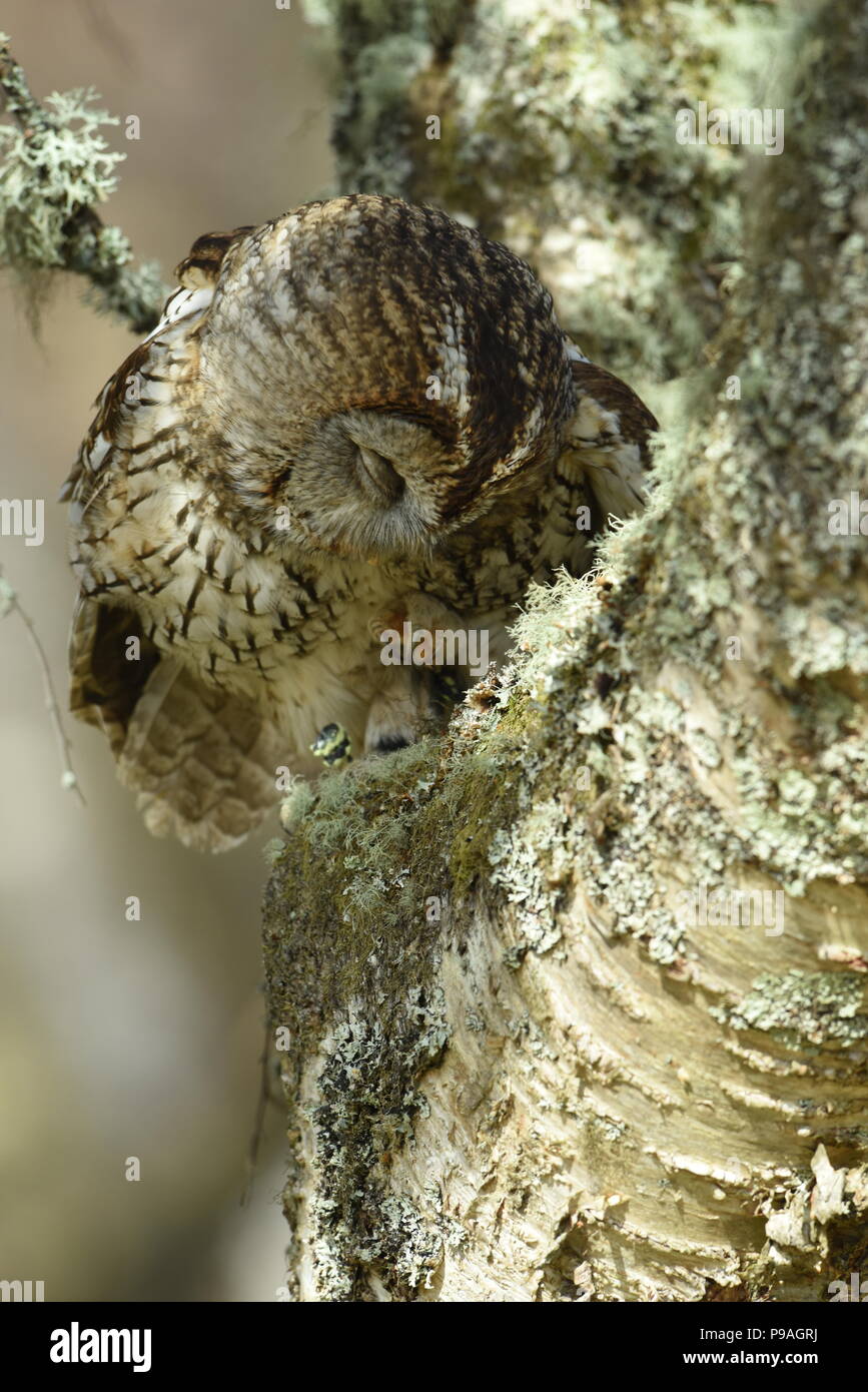 Schottische eulen -Fotos und -Bildmaterial in hoher Auflösung – Alamy