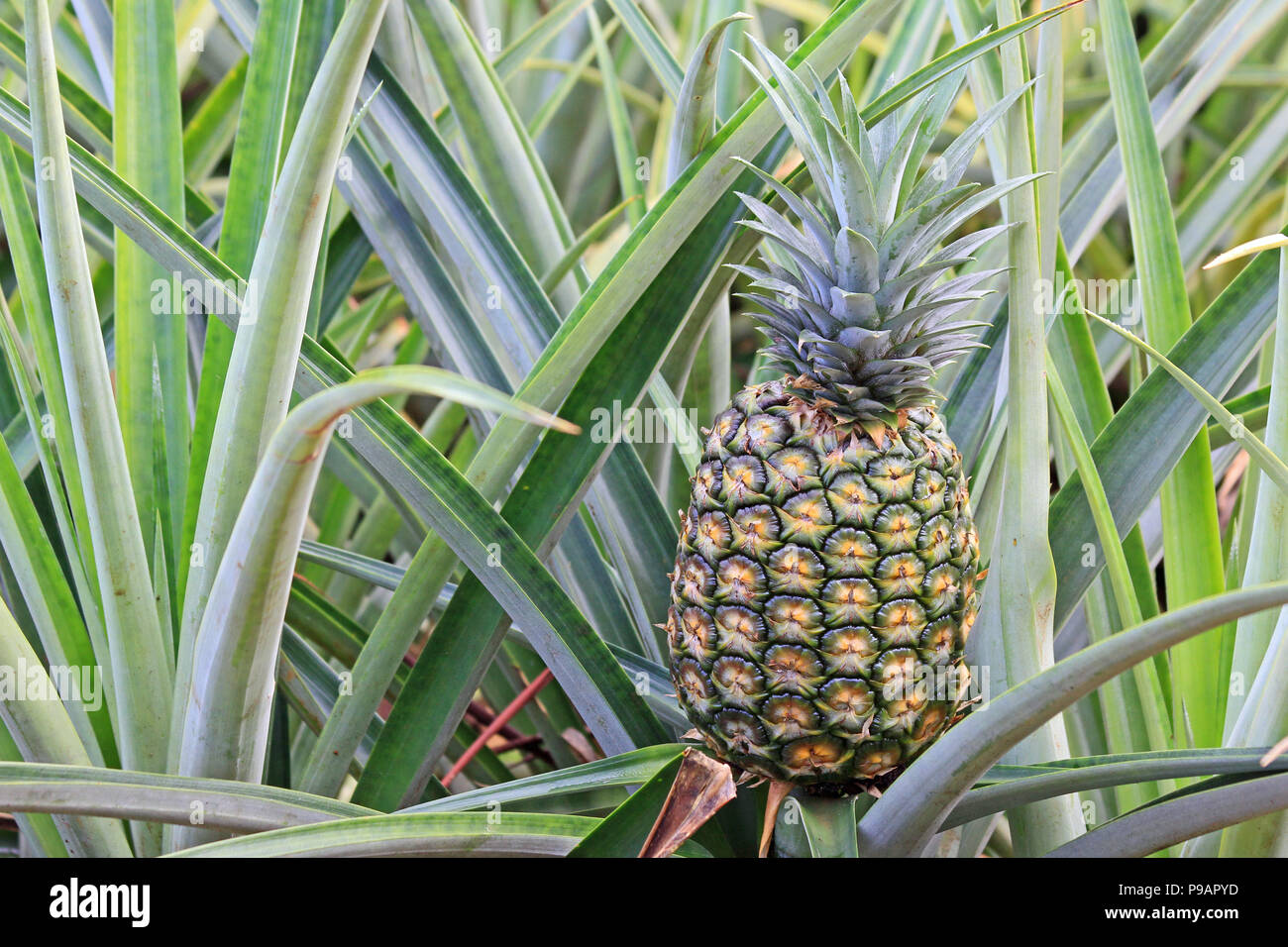 Ananas golden -Fotos und -Bildmaterial in hoher Auflösung – Alamy