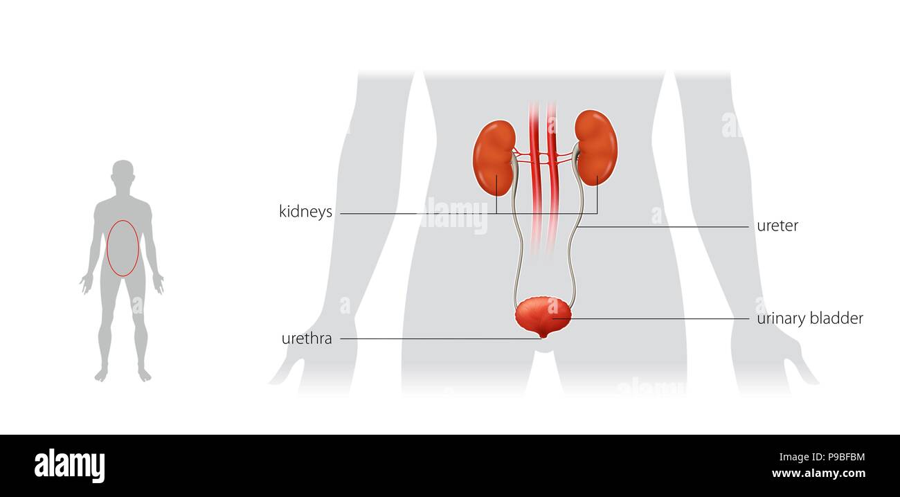 Ausscheidung im urin -Fotos und -Bildmaterial in hoher Auflösung – Alamy