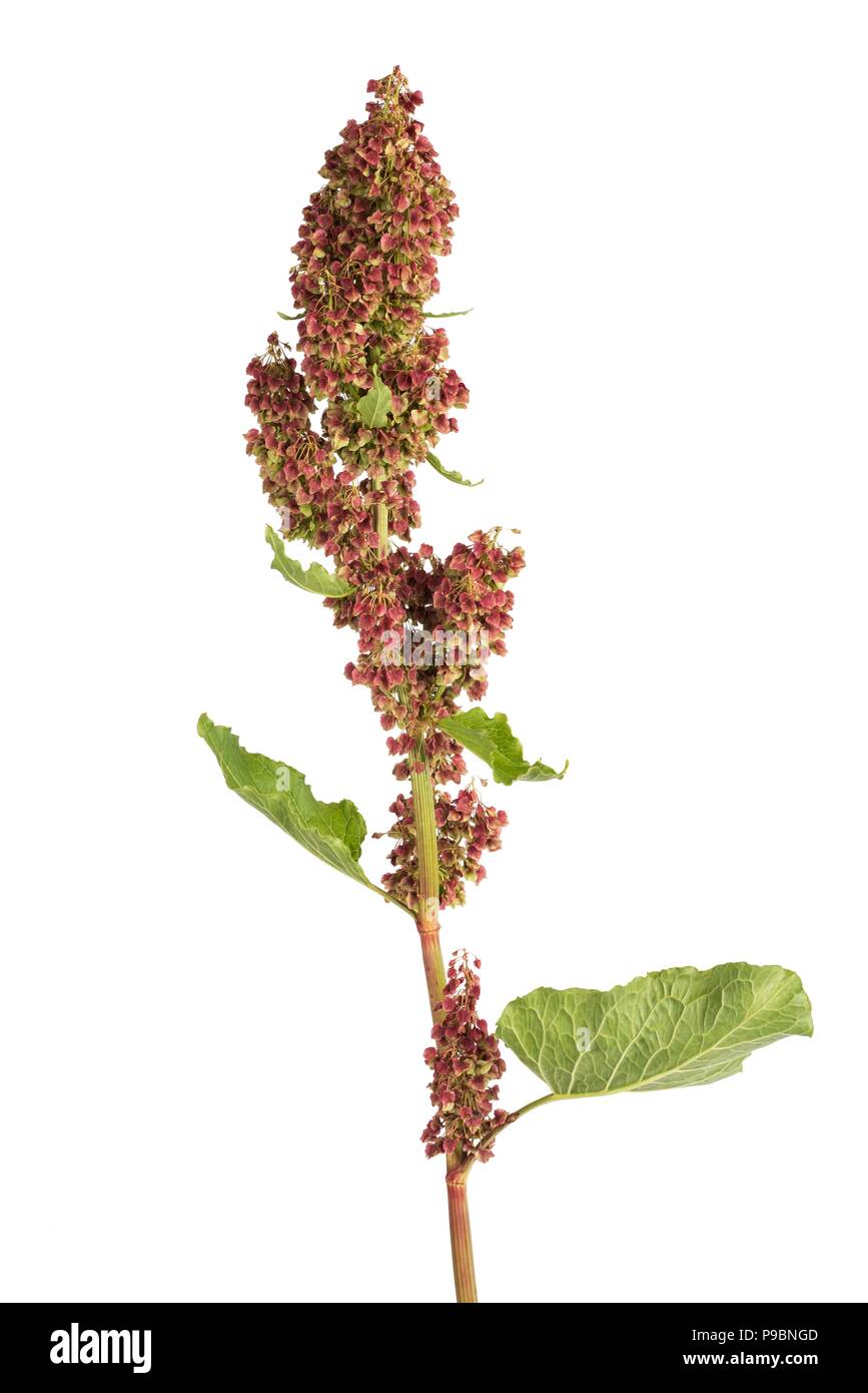 Sauerampfer (rumex alpinus) auf weißem Hintergrund Stockfotografie - Alamy