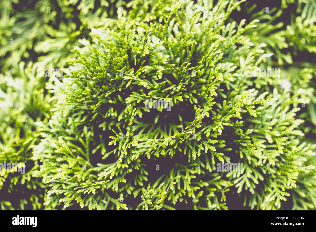 Thuja tree -Fotos und -Bildmaterial in hoher Auflösung – Alamy