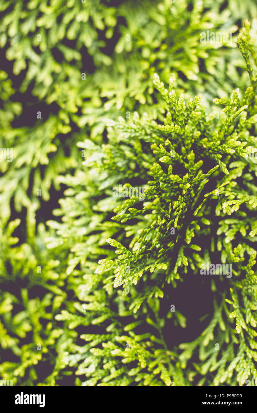Thuja tree -Fotos und -Bildmaterial in hoher Auflösung – Alamy