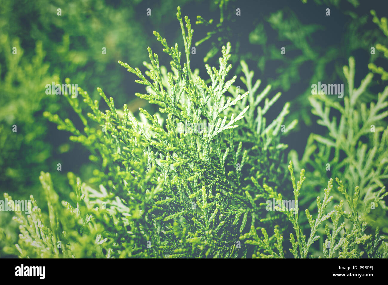 Thuja tree -Fotos und -Bildmaterial in hoher Auflösung – Alamy