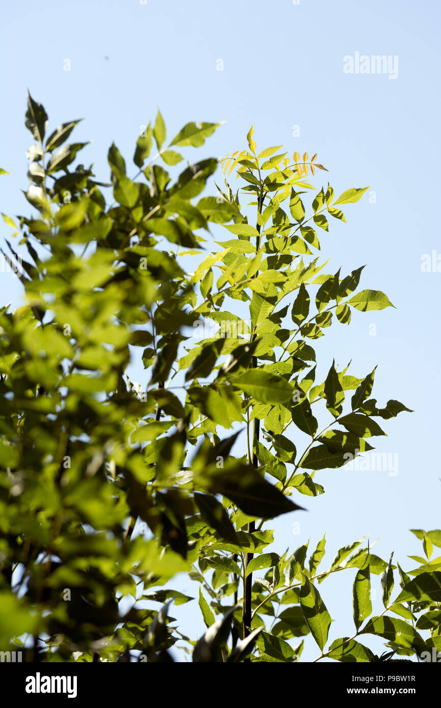 Fraxinus excelsior -Fotos und -Bildmaterial in hoher Auflösung – Alamy