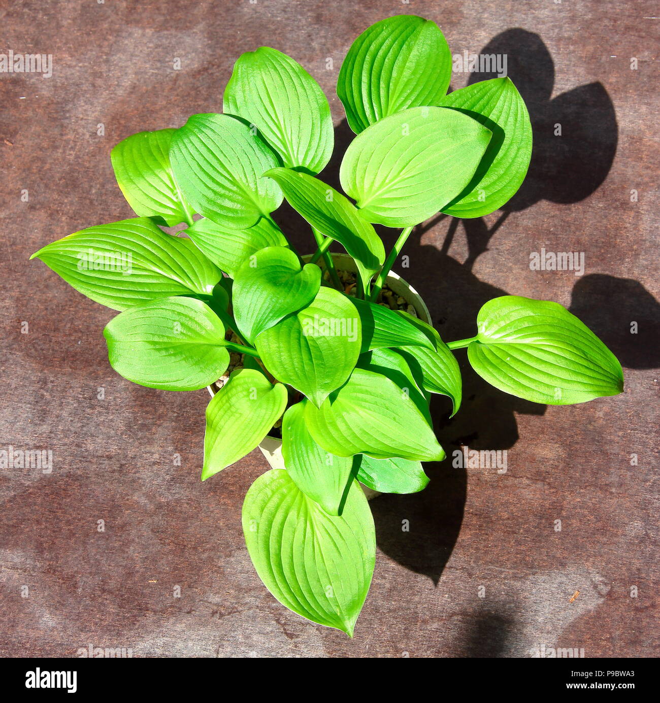 Britische nationale sammlung von kleinen und kleinen hostas -Fotos und ...