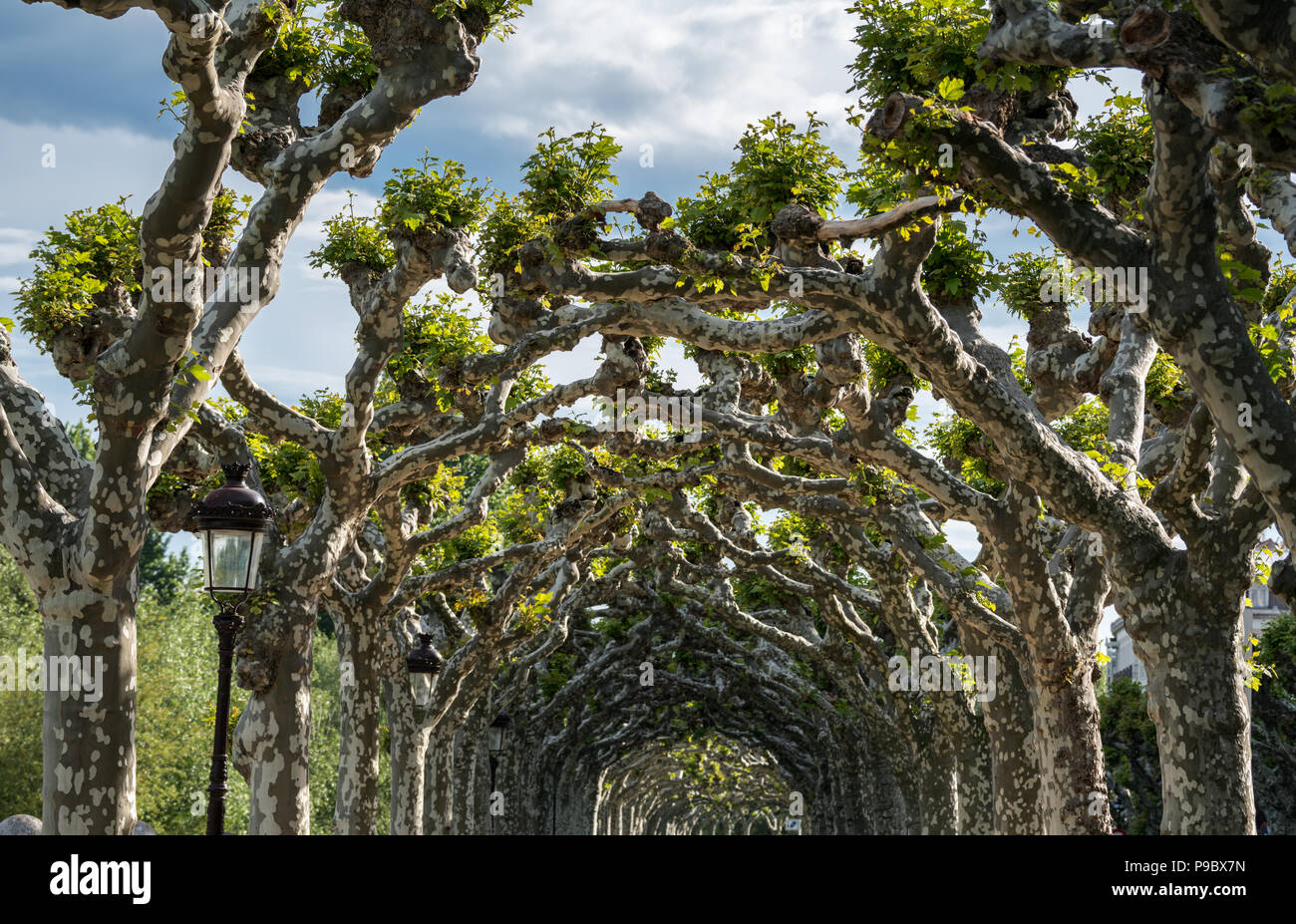Orientalische platanen -Fotos und -Bildmaterial in hoher Auflösung – Alamy