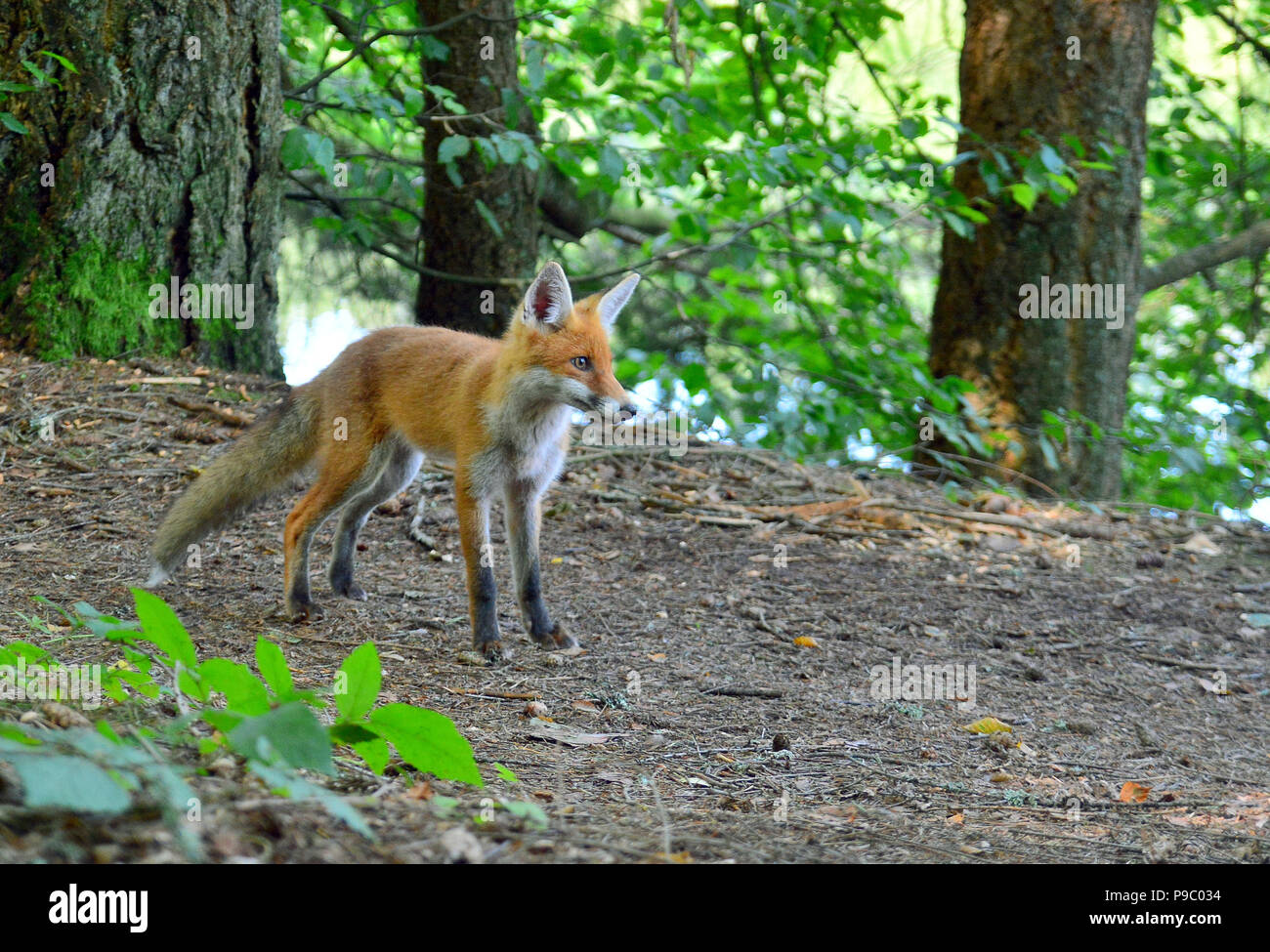 Wald fuchs -Fotos und -Bildmaterial in hoher Auflösung – Alamy