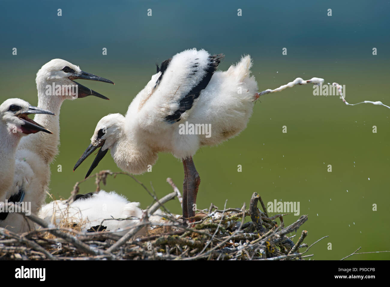 Storch mit jungen -Fotos und -Bildmaterial in hoher Auflösung – Alamy
