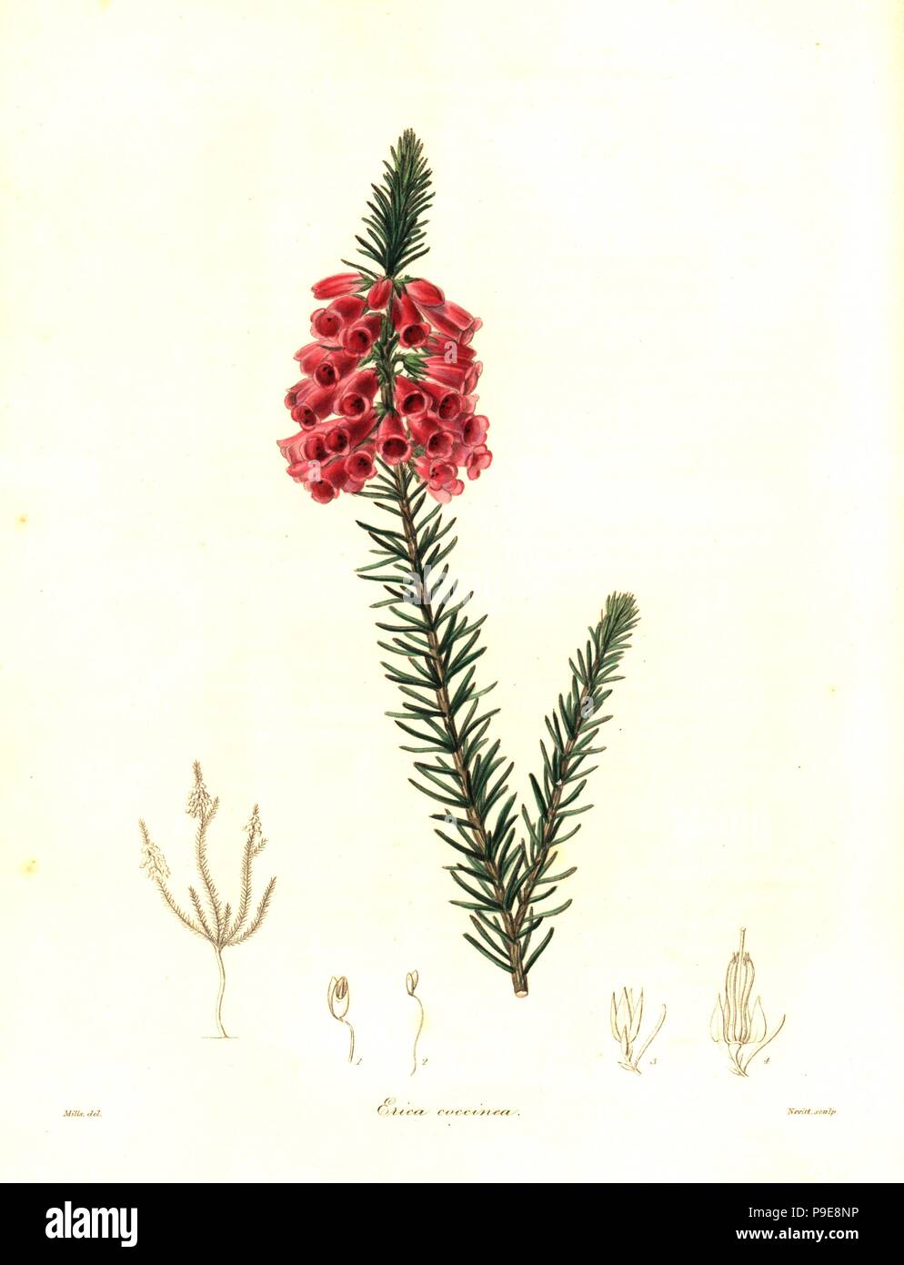 Erica coccinea var echoniflora -Fotos und -Bildmaterial in hoher ...