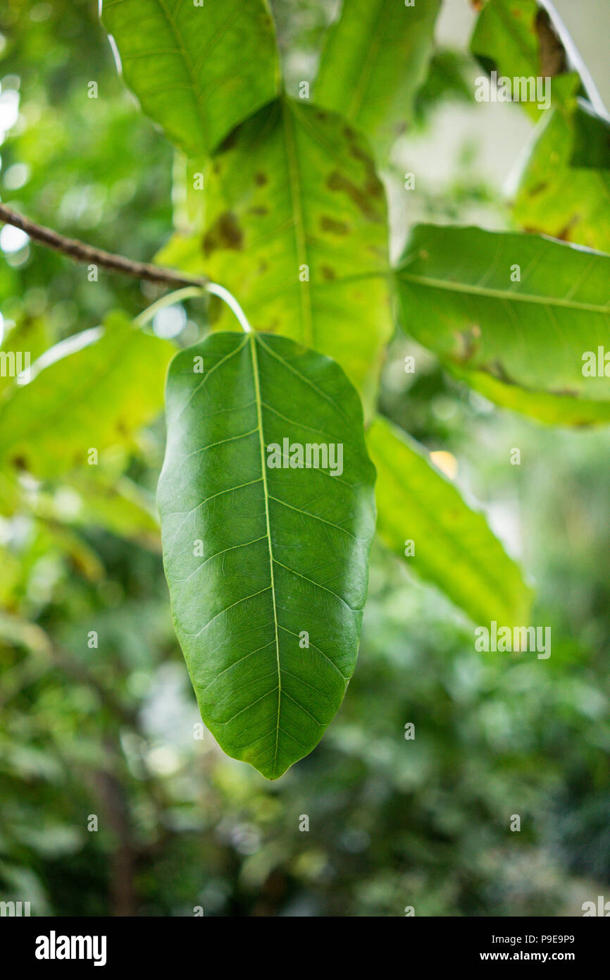Ficus superba -Fotos und -Bildmaterial in hoher Auflösung – Alamy