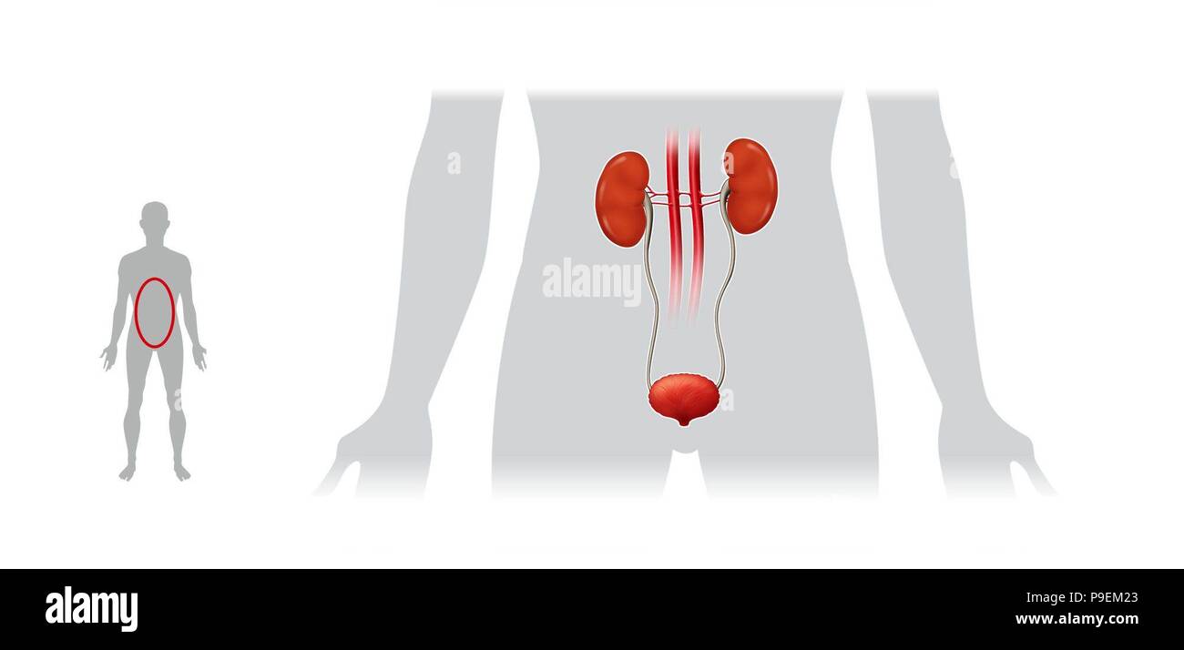 Ausscheidung im urin -Fotos und -Bildmaterial in hoher Auflösung – Alamy