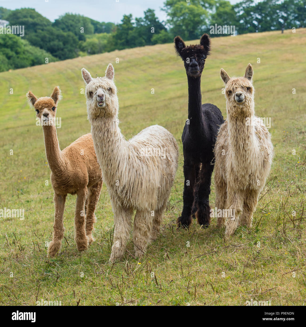 4 Alpakas Stockfotos & 4 Alpakas Bilder - Alamy