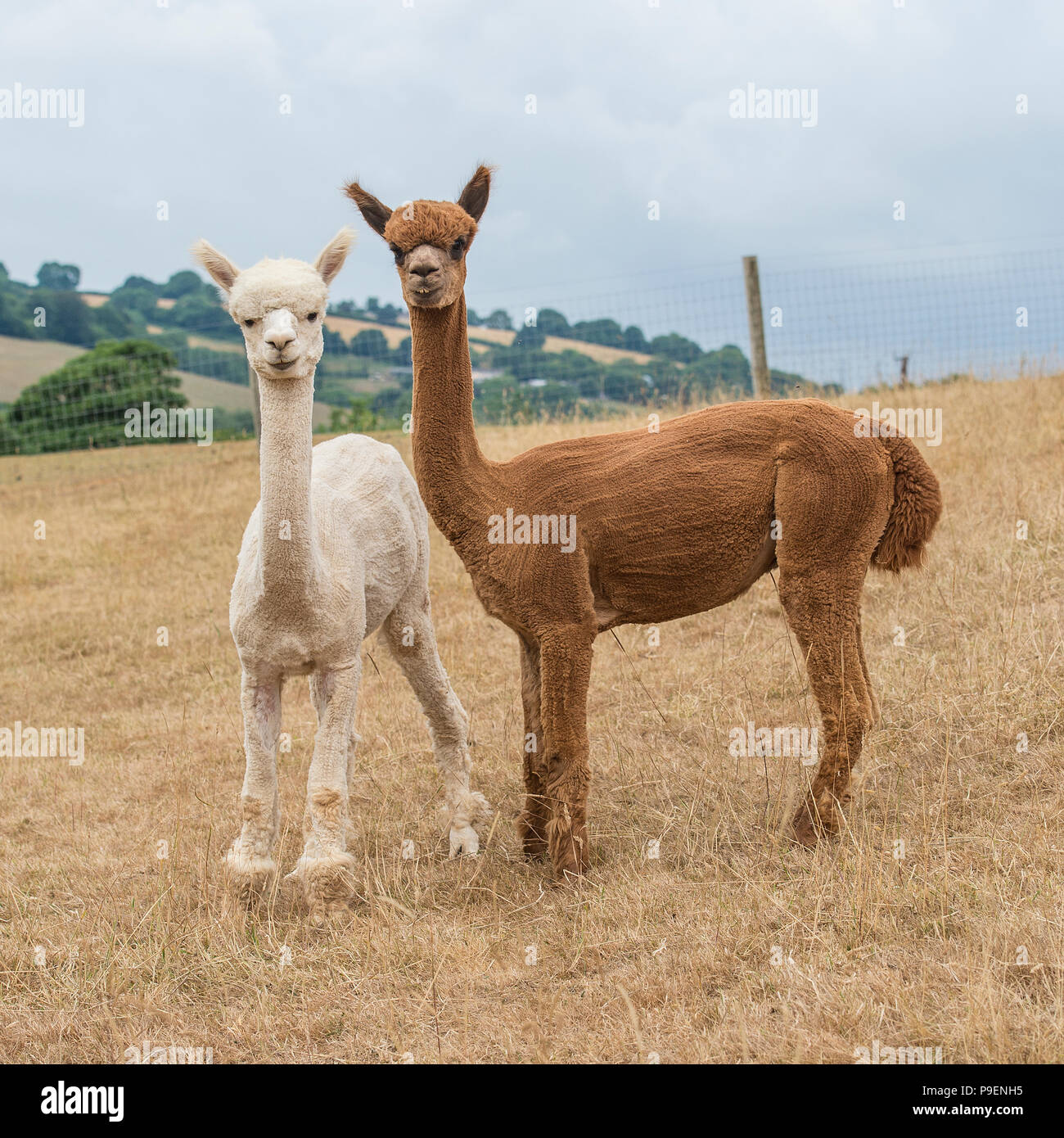 Huacaya Alpaka Stockfotos und -bilder Kaufen - Alamy