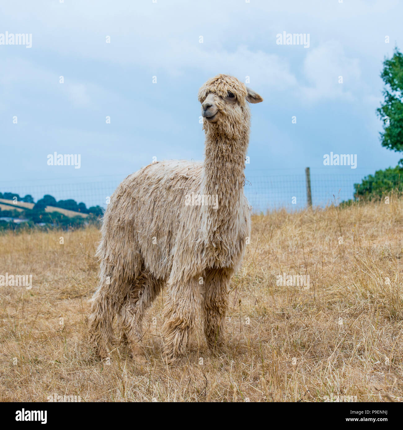 Suri alpaca -Fotos und -Bildmaterial in hoher Auflösung – Alamy