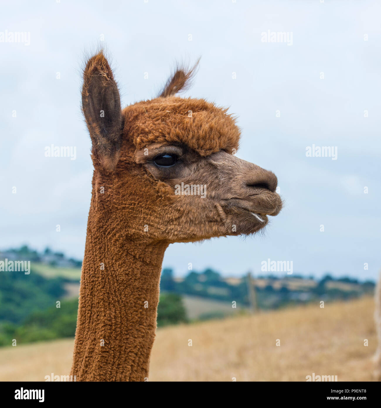 Alpaca breeder -Fotos und -Bildmaterial in hoher Auflösung – Alamy