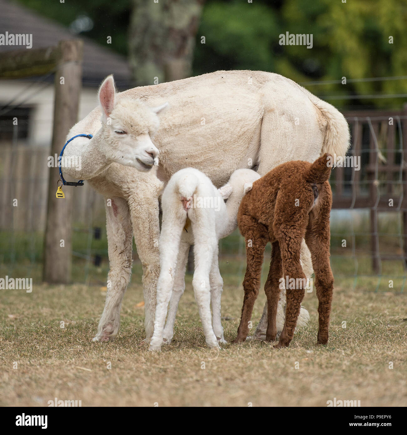 Drei alpakababys -Fotos und -Bildmaterial in hoher Auflösung – Alamy