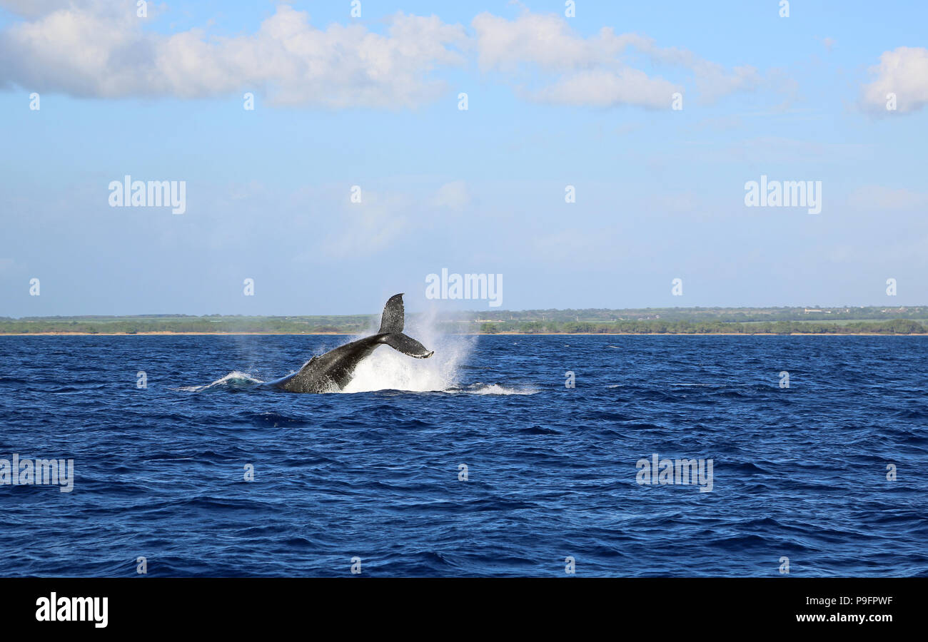 Springender wal -Fotos und -Bildmaterial in hoher Auflösung – Alamy